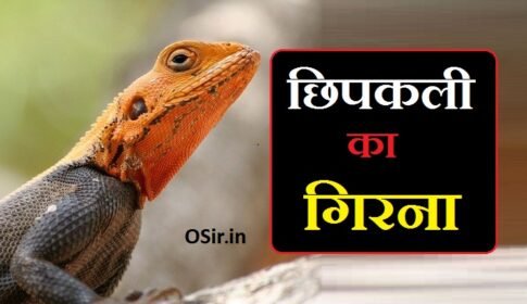 छिपकली का गिरना शुभ या अशुभ : शरीर के अंग पर प्रभाव | Chipkali ka girna ...